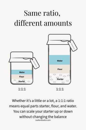 Sourdough Starter Feeding Ratios Explained - Leaf and Loaf