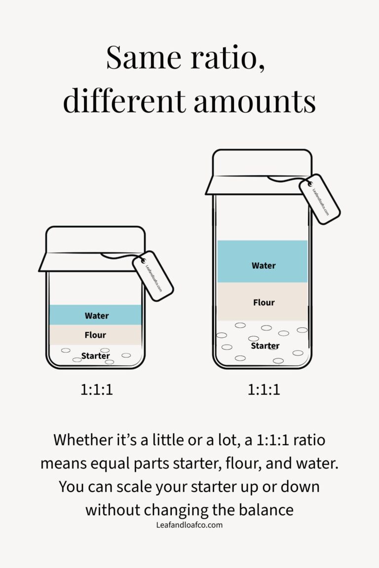 Sourdough Starter Feeding Ratios Explained - Leaf and Loaf