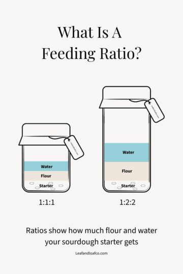 Sourdough Starter Feeding Ratios Explained - Leaf and Loaf